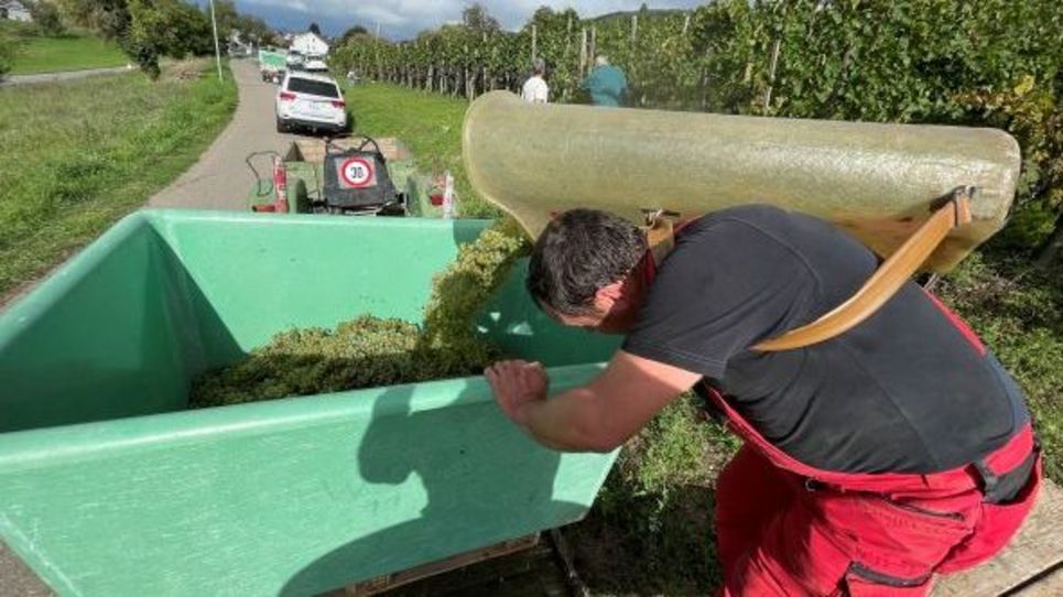 Klettgauer Bote: Hervorragende Traubenernte abgeschlossen